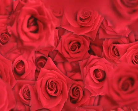 Roses Falling Stock Video Footage | Royalty Free Roses Falling Videos ...