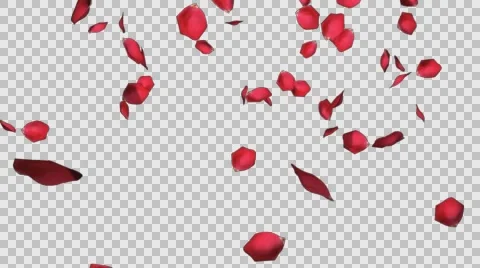 falling roses petals alpha channel | Stock Video | Pond5
