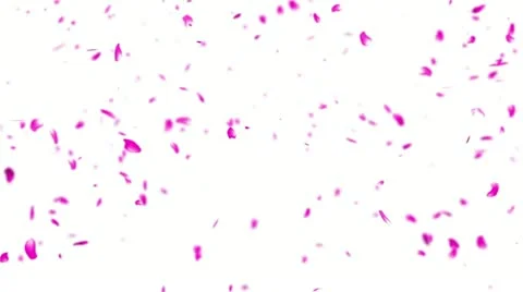 Falling Sakura Petals Cherry Blossoms DO... | Stock Video | Pond5