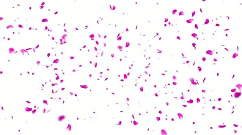 Falling Sakura Petals Cherry Blossoms DO... | Stock Video | Pond5