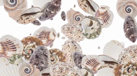 Falling Shells as background video (with... | Stock Video | Pond5