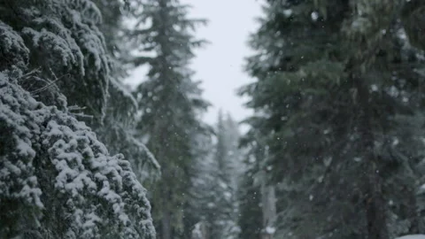 Snow Falling Evergreen Stock Videos – Royalty-Free HD & 4K Videos