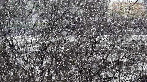 Snow Trees Videos Stock Videos – Royalty-Free HD & 4K Videos