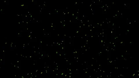 Falling Spinning Leaf on a black backgro... | Stock Video | Pond5