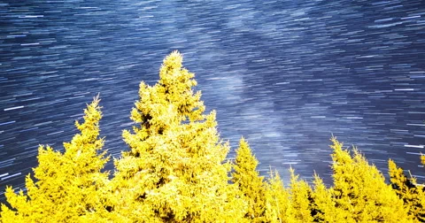 Falling stars Comet mode Pine trees 4k t... | Stock Video | Pond5