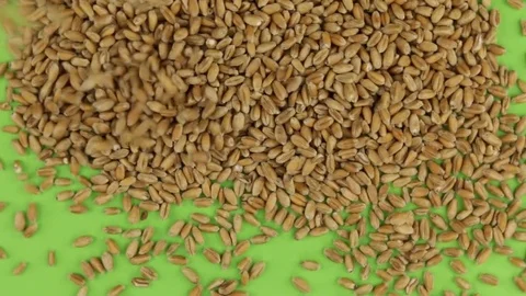 Wheat Grains Isolated Stock Videos – Royalty-Free HD & 4K Videos