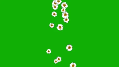 Flowers Falling Green Screen Stock Footage ~ Royalty Free Stock Videos ...