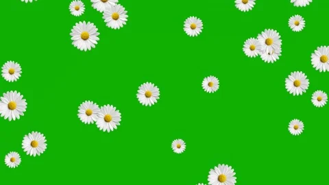 Falling white daisy flowers green screen... | Stock Video | Pond5