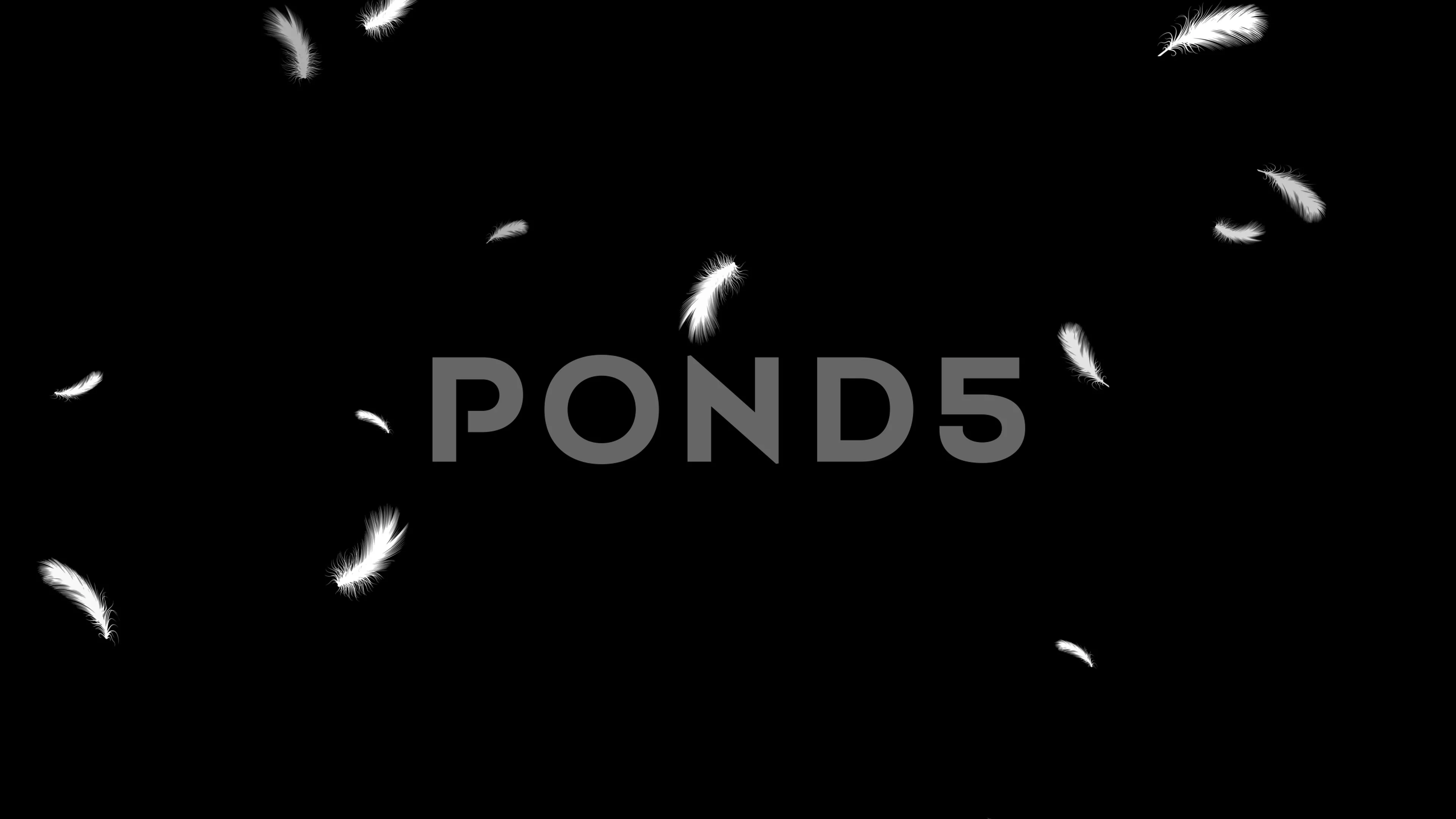 Black Feathers Falling Gif