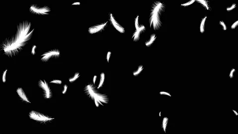 Falling white feathers. Abstract animati... | Stock Video | Pond5