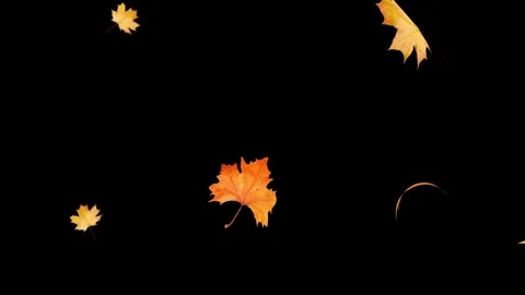 Falling yellow leaves overlay on a black... | Stock Video | Pond5