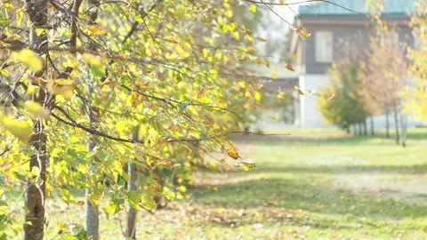 falling yellow leaves from trees in the ... | Stock Video | Pond5
