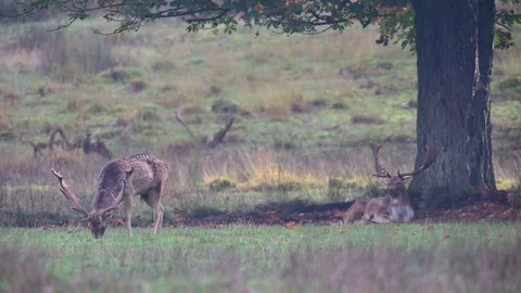 Fallow buck grazing on the meadow with l... | Stock Video | Pond5