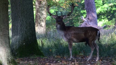 Fallow buck standing in the shadow fores... | Stock Video | Pond5