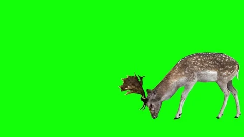 Fallow Deer Grazing. Green screen. | Stock Video | Pond5