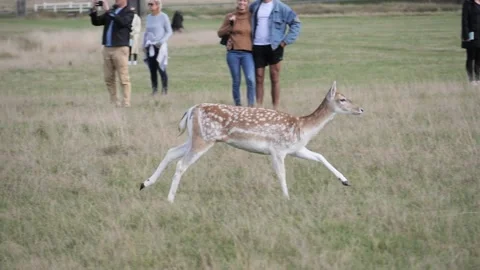 Fallow deer running and jumping close to... | Stock Video | Pond5