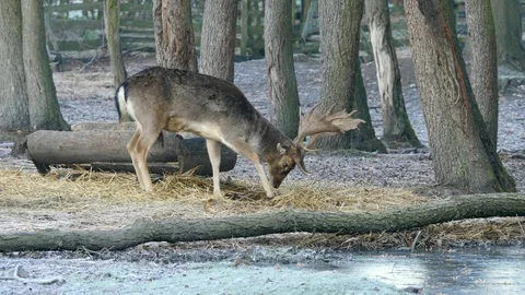 Search Fo Stock Videos – Royalty-Free HD & 4K Videos | Pond5