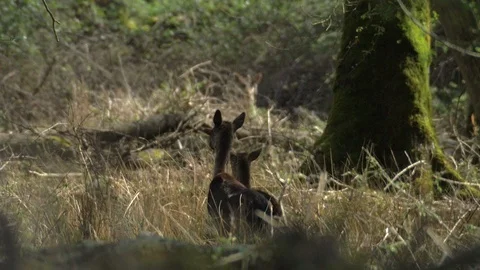 Animals Running Away Stock Footage ~ Royalty Free Stock Videos | Pond5