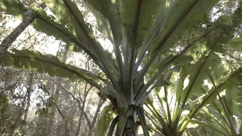 False Banana Ensete ventricosum Plant | Stock Video | Pond5