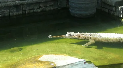 False Meter P Stock Videos – Royalty-Free HD & 4K Videos