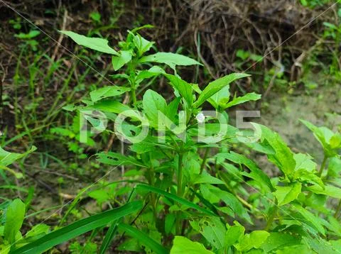 False Daisy Trailing Eclipta Bhringaraj Kesharaj Eclipta Prostrata ...