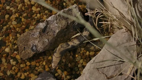 Cobra Stock Video Footage | Royalty Free Cobra Videos | Pond5