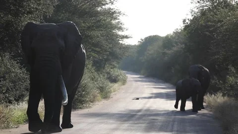 Family of African elephants leaving the ... | Stock Video | Pond5