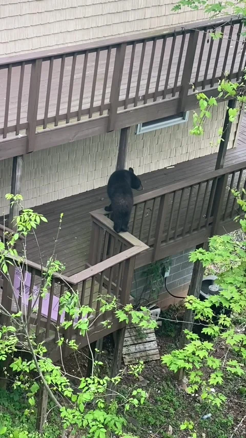 Mommas Family Out Stock Videos – Royalty-Free HD & 4K Videos | Pond5