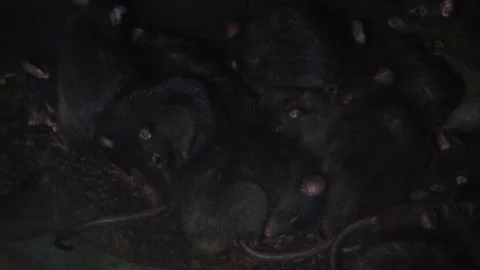 family of black rats together, invasive ... | Stock Video | Pond5