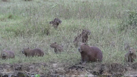 family of capybara, Hydrochoerus hydroch... | Stock Video | Pond5