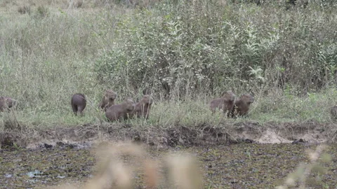 family of capybara, Hydrochoerus hydroch... | Stock Video | Pond5