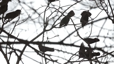 Family of crows on the branches of a tre... | Stock Video | Pond5