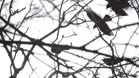 Family of crows on the branches of a tre... | Stock Video | Pond5