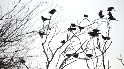 Family of crows on the branches of a tre... | Stock Video | Pond5