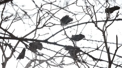 Family of crows on the branches of a tre... | Stock Video | Pond5