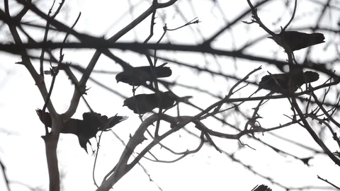 Family of crows on the branches of a tre... | Stock Video | Pond5