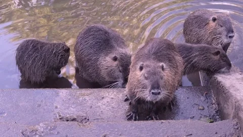 family of cute nutria game animal with v... | Stock Video | Pond5