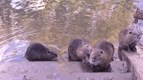 family of cute nutria game animal with v... | Stock Video | Pond5