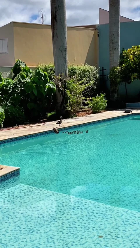 Family of Ducks Swim in My Pool, Brazil ... | Stock Video | Pond5