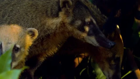 A family group of coati in the trees of ... | Stock Video | Pond5