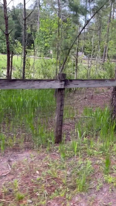 Mommas Family Out Stock Videos – Royalty-Free HD & 4K Videos | Pond5