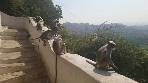 Family of Macaque in a Monkeys Temple In... | Stock Video | Pond5