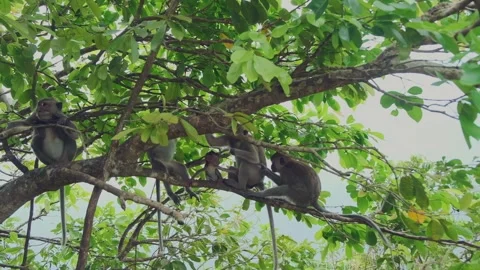 A family of monkeys in the trees in Keli... | Stock Video | Pond5