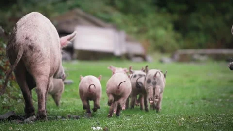 Pigs Running Stock Videos – Royalty-Free HD & 4K Videos