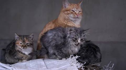 Family of Poor Homeless Cats with Kitten... | Stock Video | Pond5