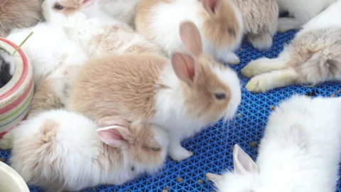 family of rabbits in a cage. Fluffy rode... | Stock Video | Pond5