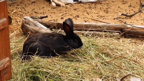 Family of rabbits in cage. Fluffy rodent... | Stock Video | Pond5
