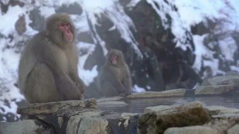 The famous snow monkeys drinking water i... | Stock Video | Pond5