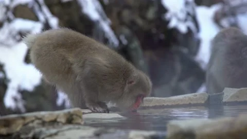 The famous snow monkeys drinking water i... | Stock Video | Pond5