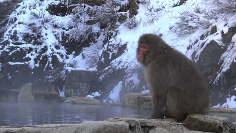The famous snow monkeys drinking water i... | Stock Video | Pond5